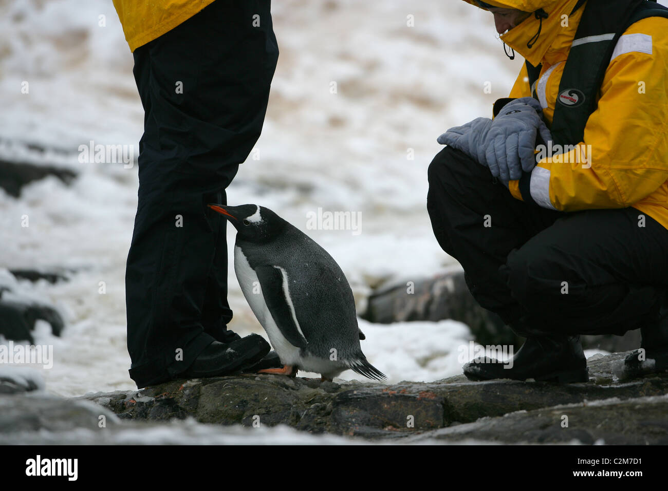Penguin person hi-res stock photography and images - Alamy