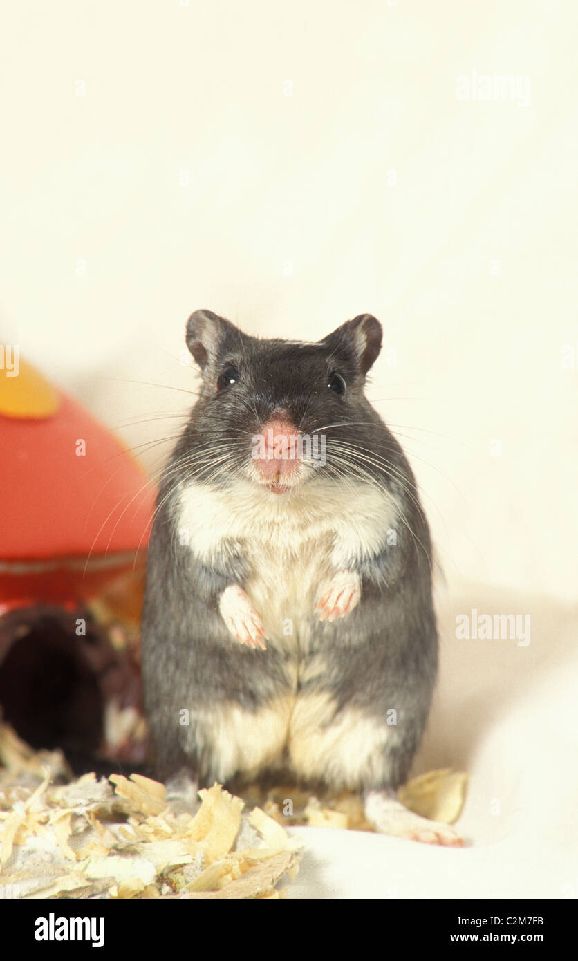 Gerbil standing up hi-res stock photography and images - Alamy