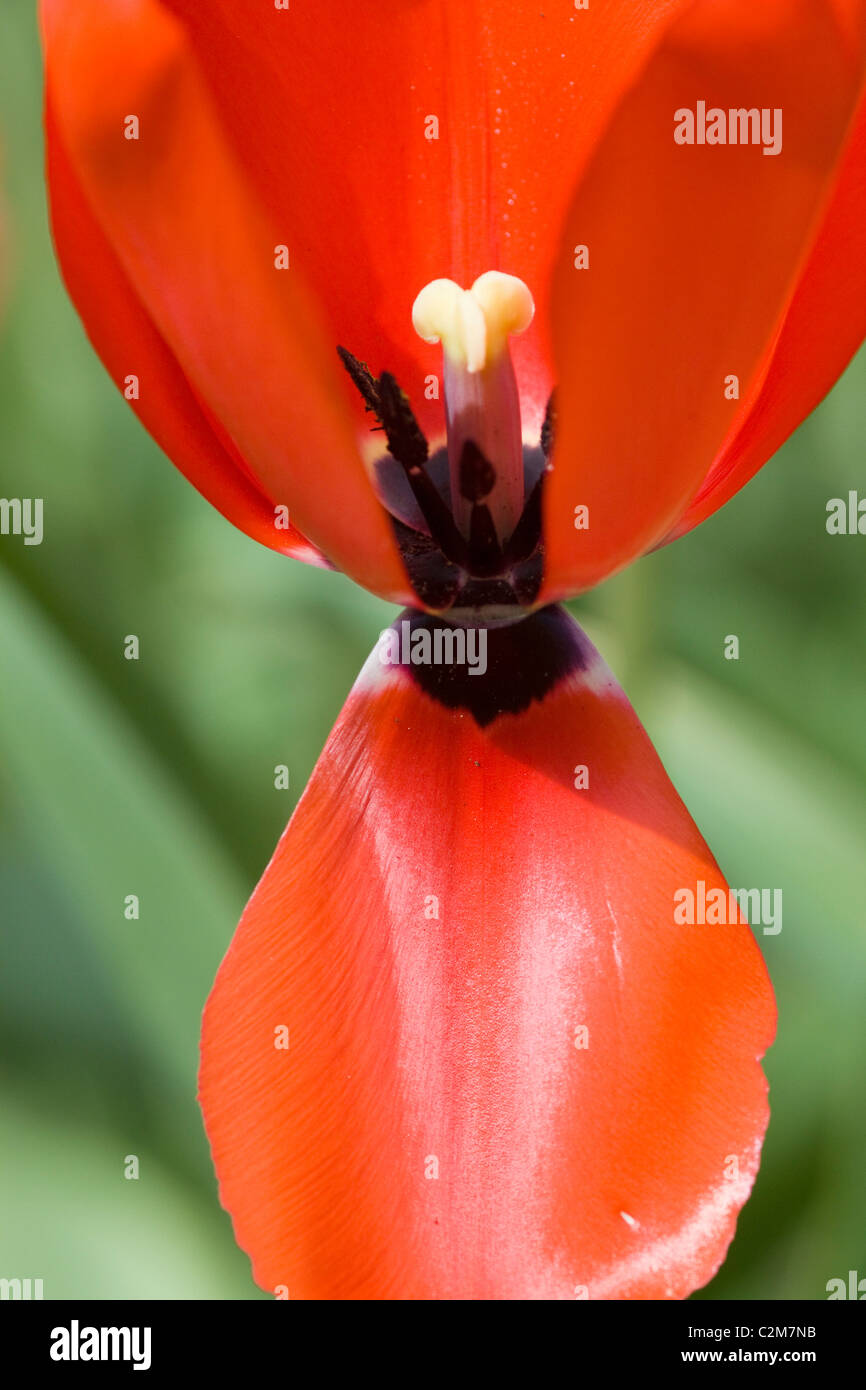 The reproductive SystemTulips Tulipa Stock Photo - Alamy