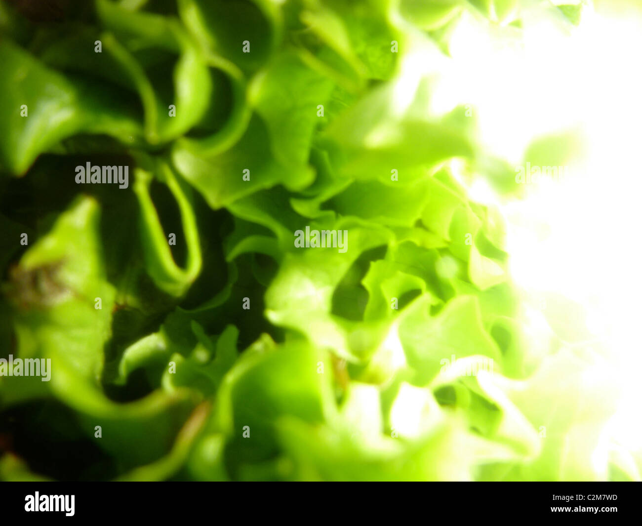 Light green lettuce hi-res stock photography and images - Alamy