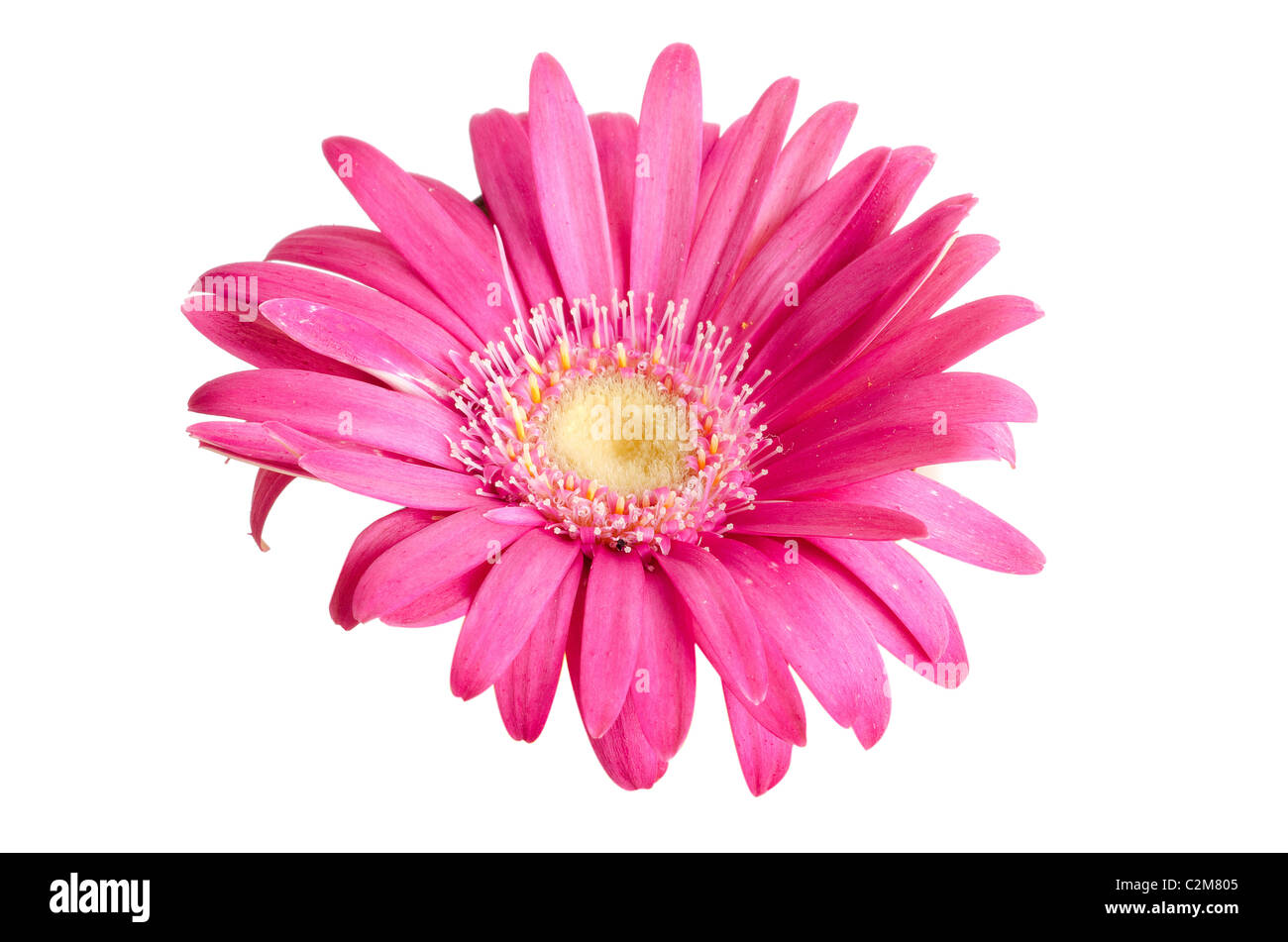 close up of a colorful germini flower Stock Photo - Alamy