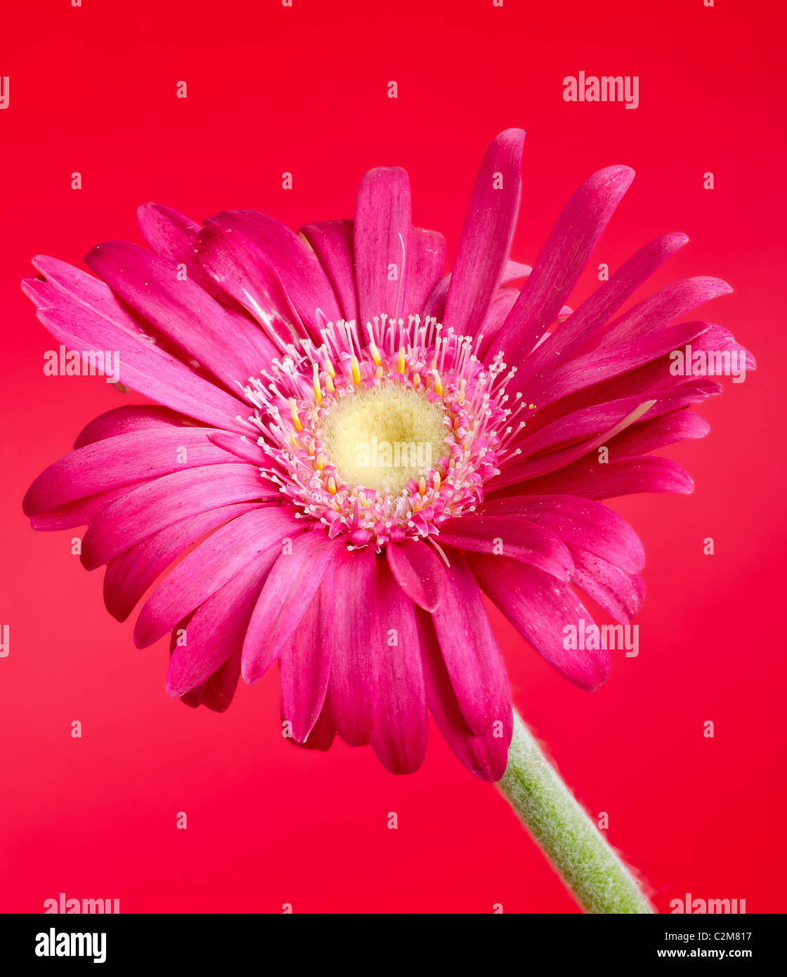 close up of a colorful germini flower Stock Photo - Alamy