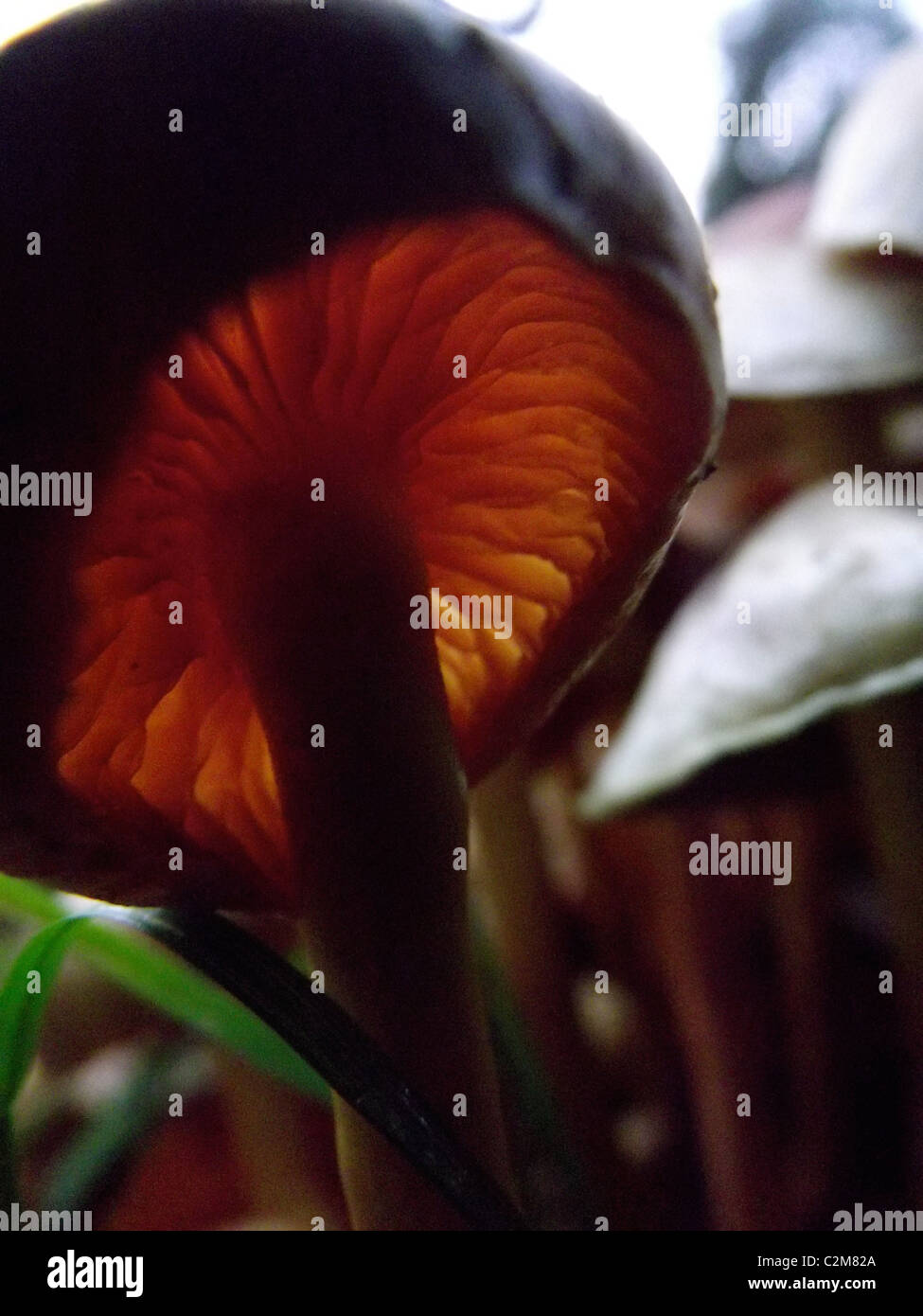 Mushroom stalk hi-res stock photography and images - Alamy