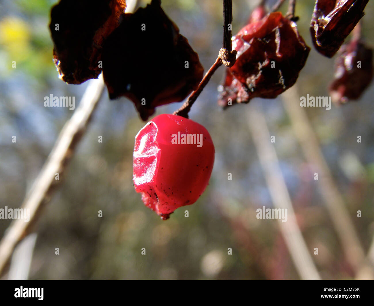berries on trees Stock Photo - Alamy
