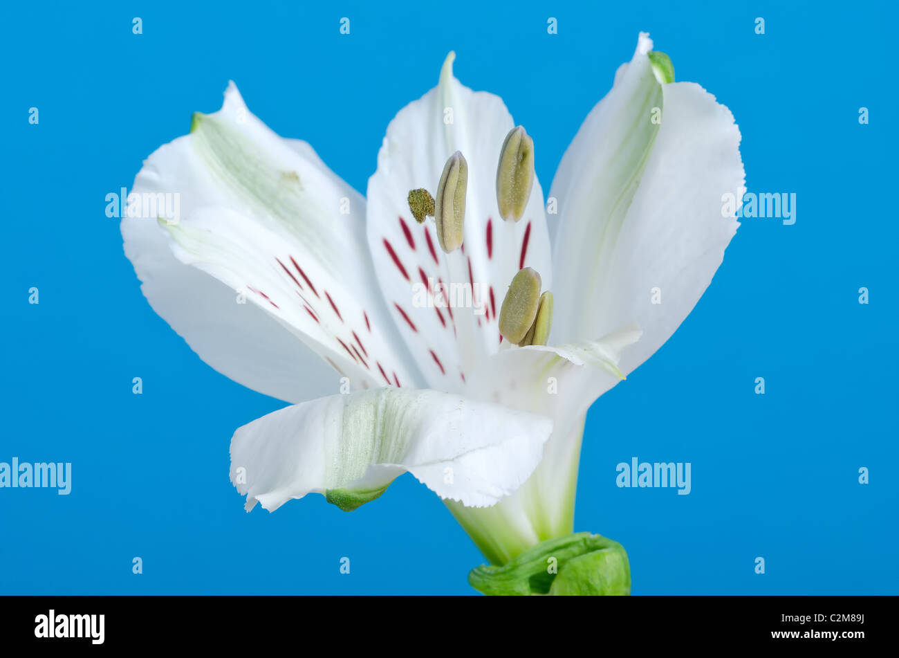 close up of a white lily flower Stock Photo - Alamy