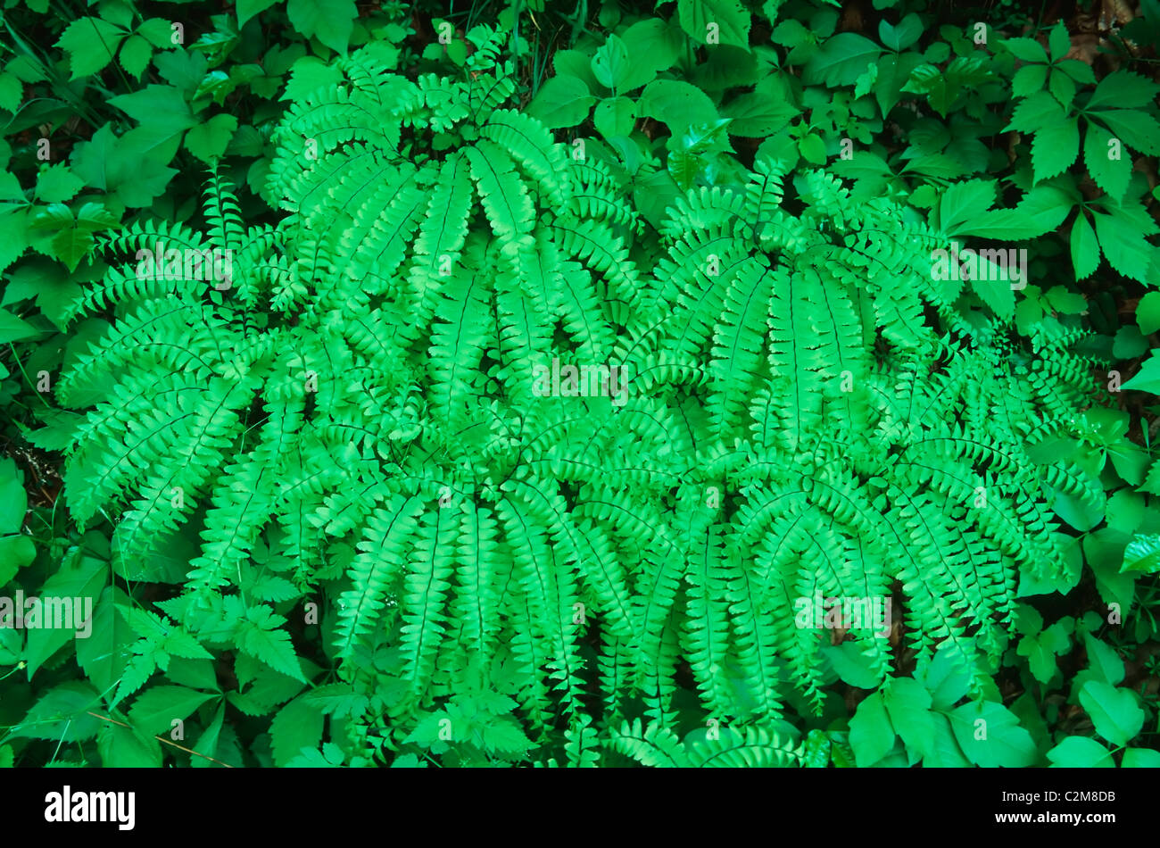 Northern Maidenhair Ferns Surrounded By Nettle And Spring Foliage In ...