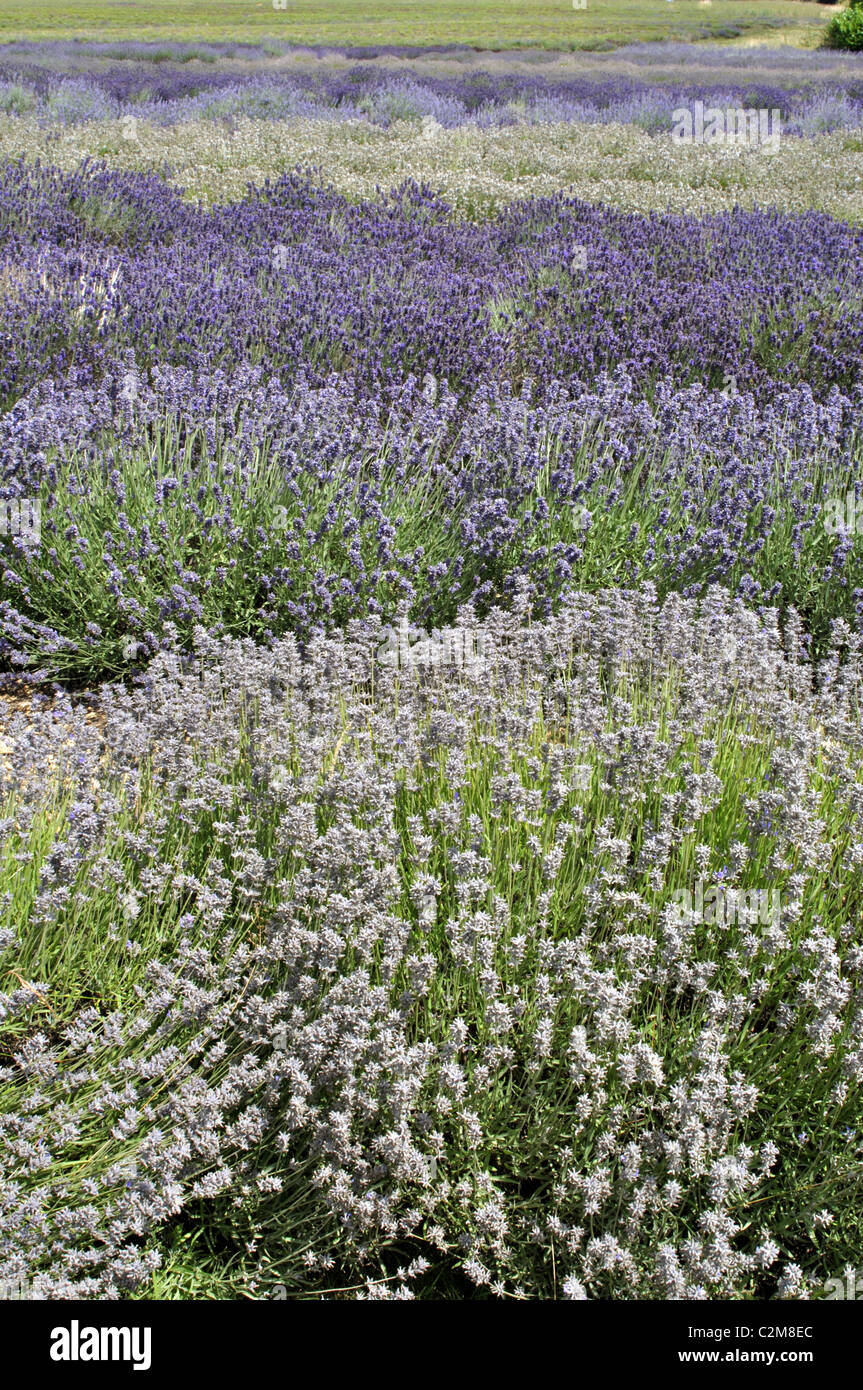 Lavender Field (Lavandula Stock Photo - Alamy