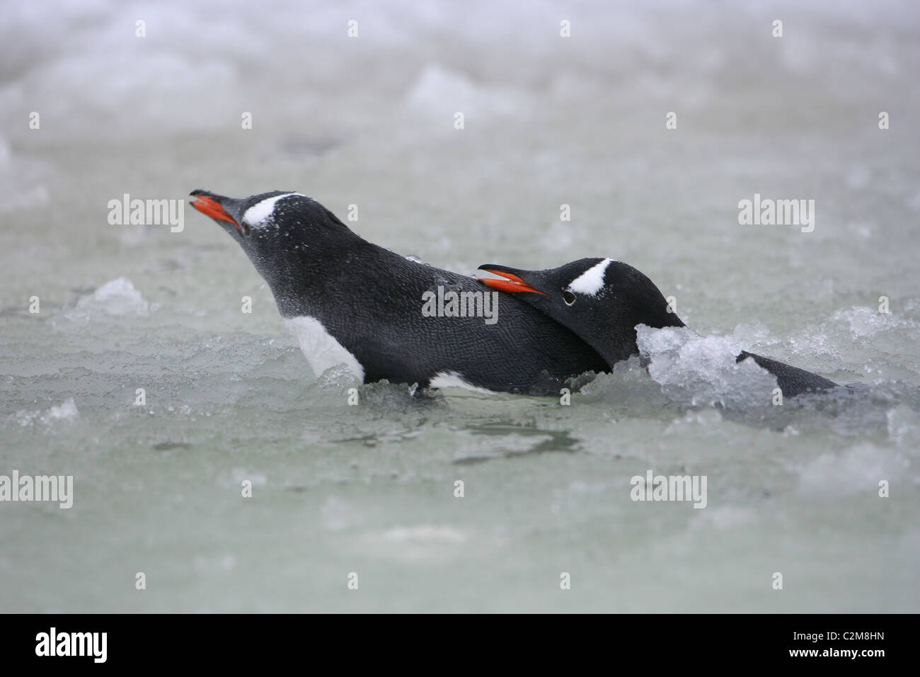 Ice bath in nature hi-res stock photography and images - Alamy