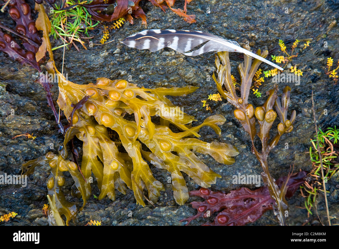 Coastal Vegetation Plant Plants High Resolution Stock Photography and ...