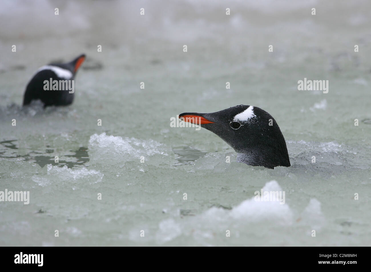 Ice bath in nature hi-res stock photography and images - Alamy