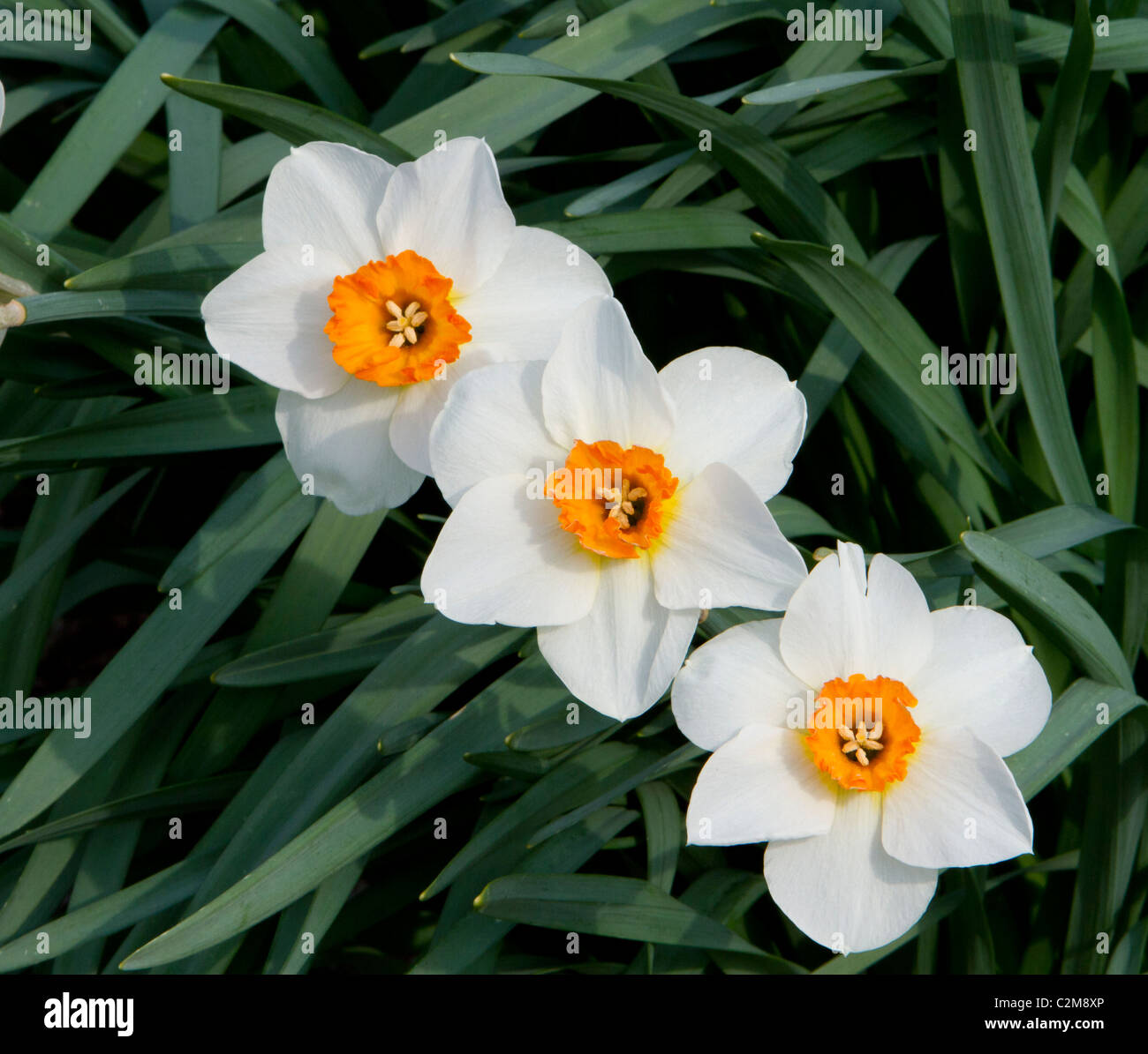 Three Daffodil narcissus pseudonarcissus orange and white Stock Photo ...