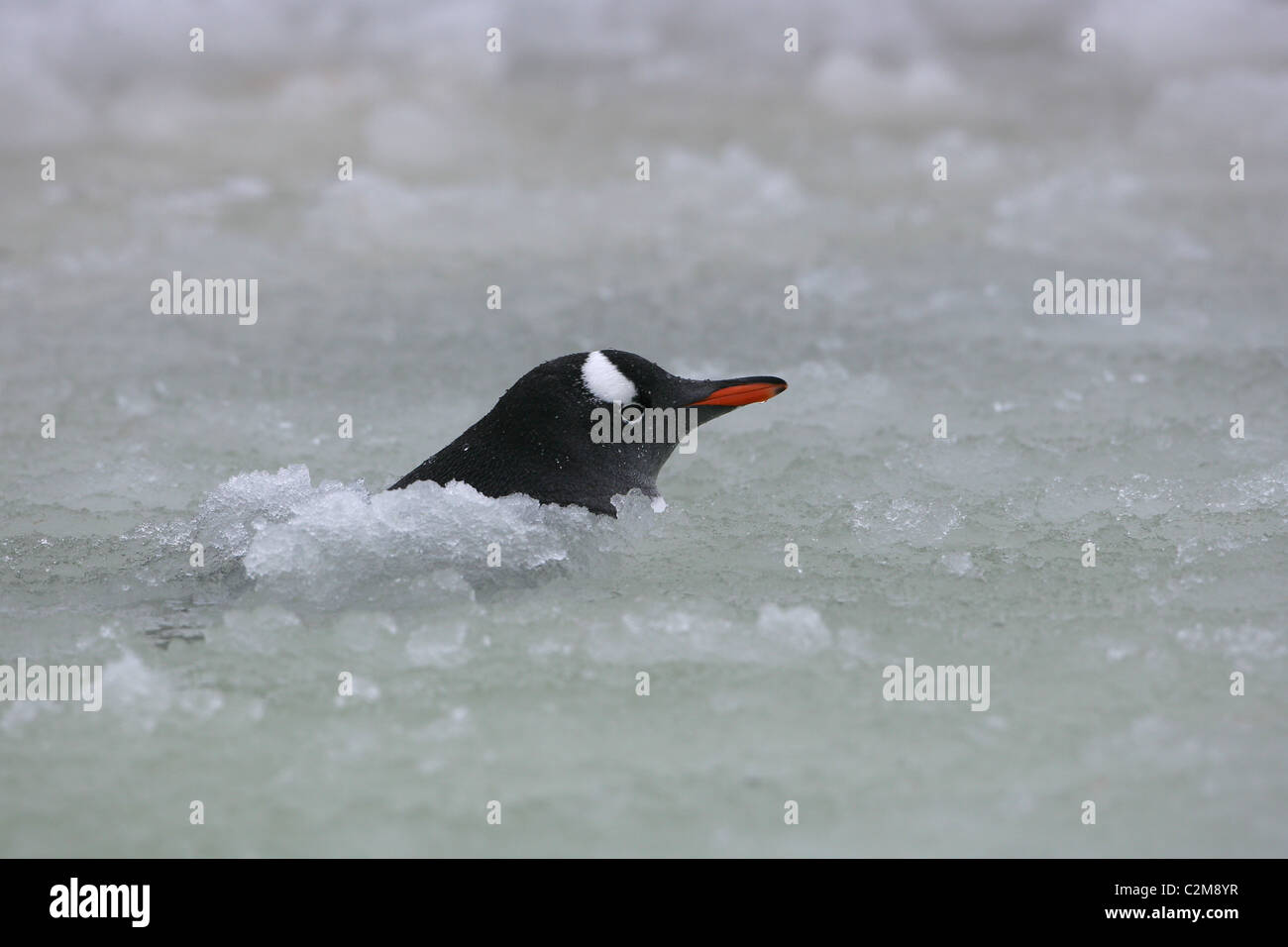 Penguin in pool hi-res stock photography and images - Alamy