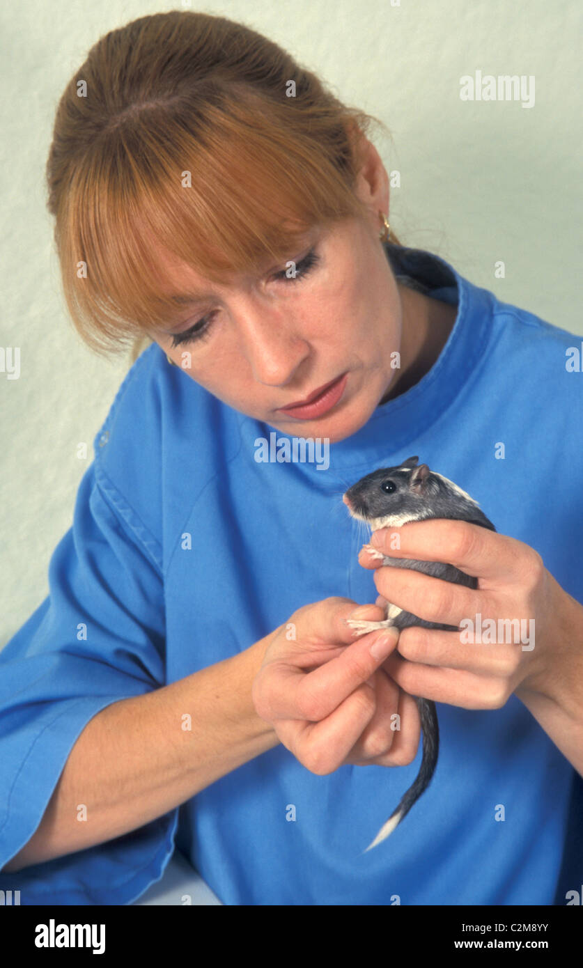 vet examining gerbil Stock Photo - Alamy