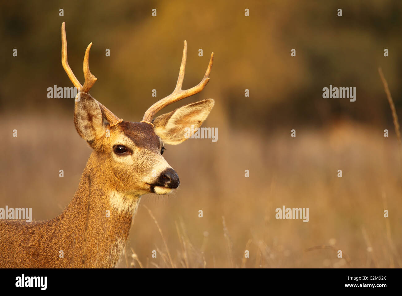 A Black-tailed Deer buck looking out across an autumn field Stock Photo ...