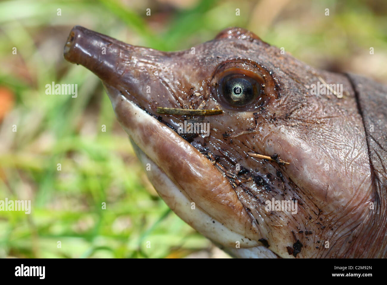 Florida Softshell Turtle (Apalone ferox Stock Photo - Alamy