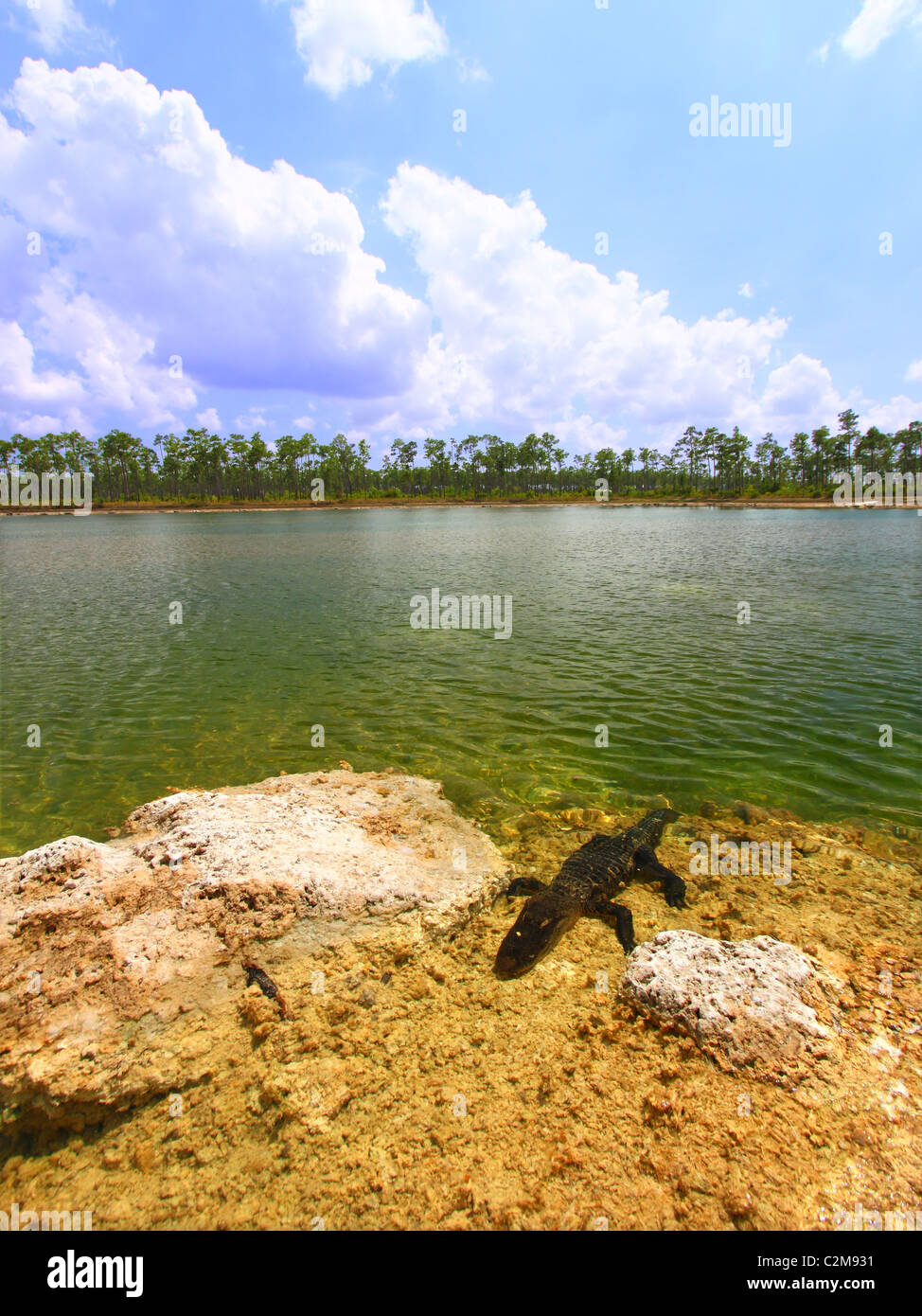 American Alligator (Alligator mississippiensis Stock Photo - Alamy