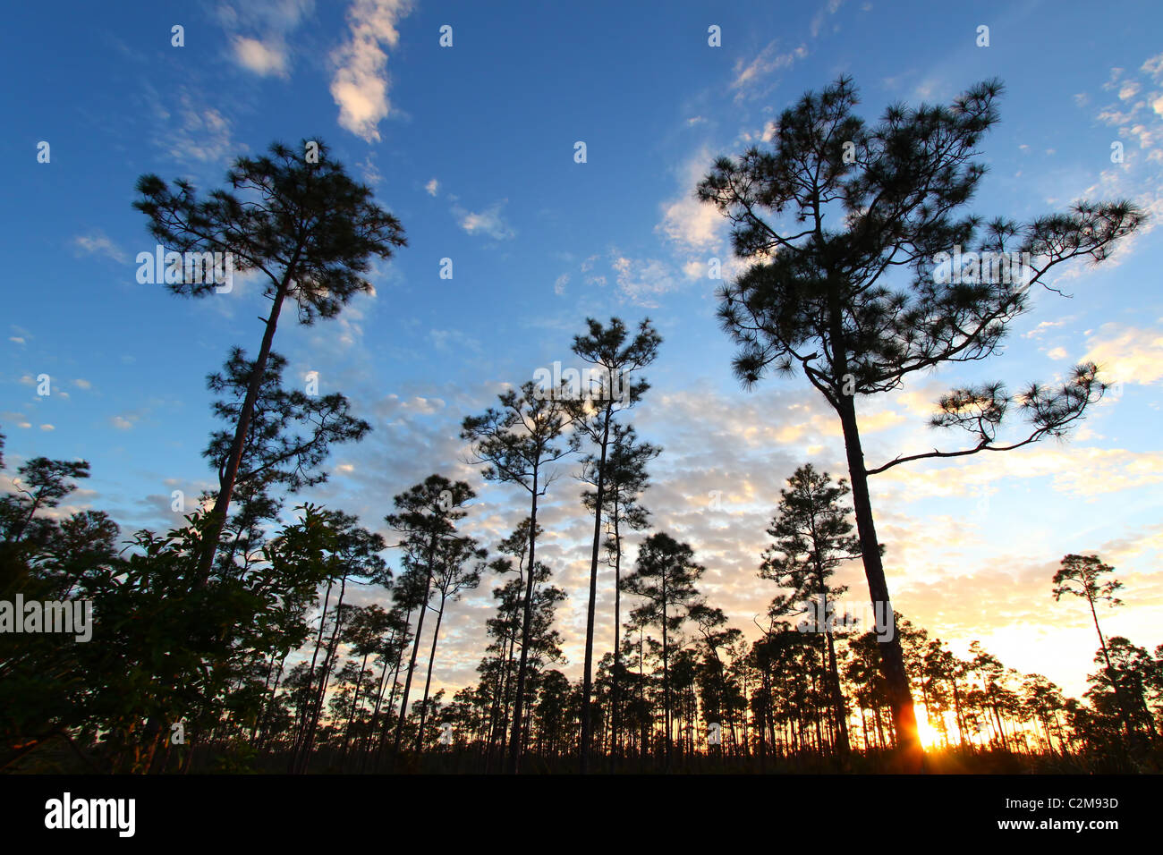Everglades Forest Sunset Stock Photo - Alamy