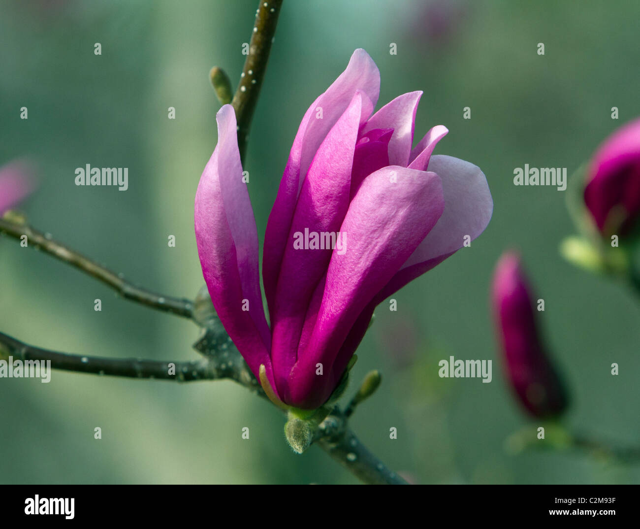 Kosar Hybrid Magnolia x Pinkie magnoliaceae Stock Photo - Alamy
