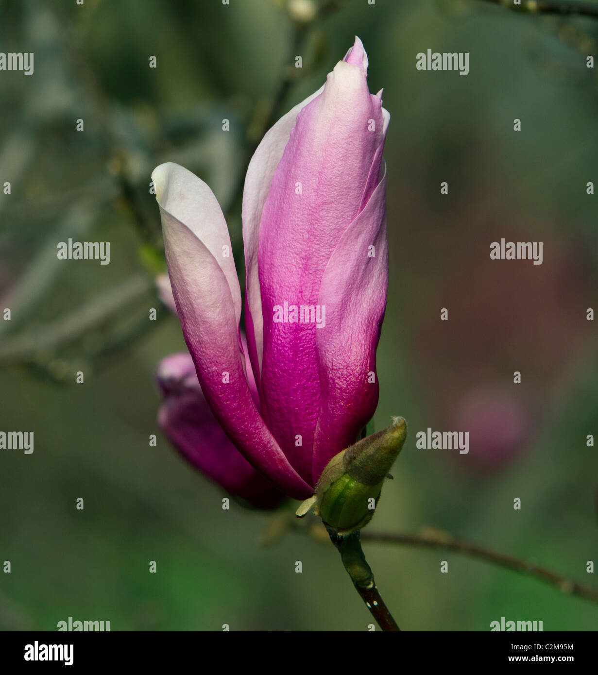 Kosar Hybrid Magnolia x Pinkie magnoliaceae Stock Photo - Alamy