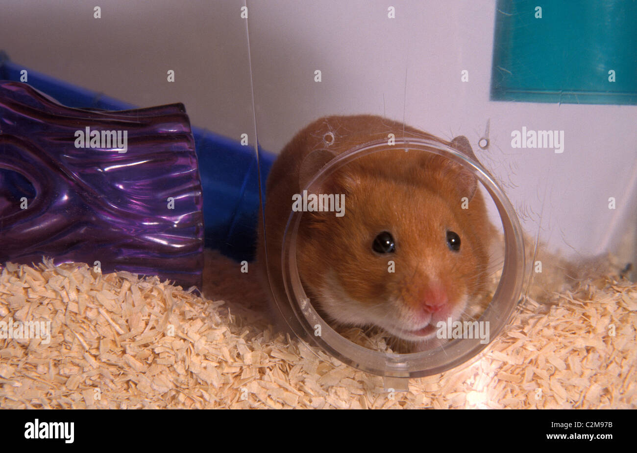 Hamster toys cage hi-res stock photography and images - Alamy