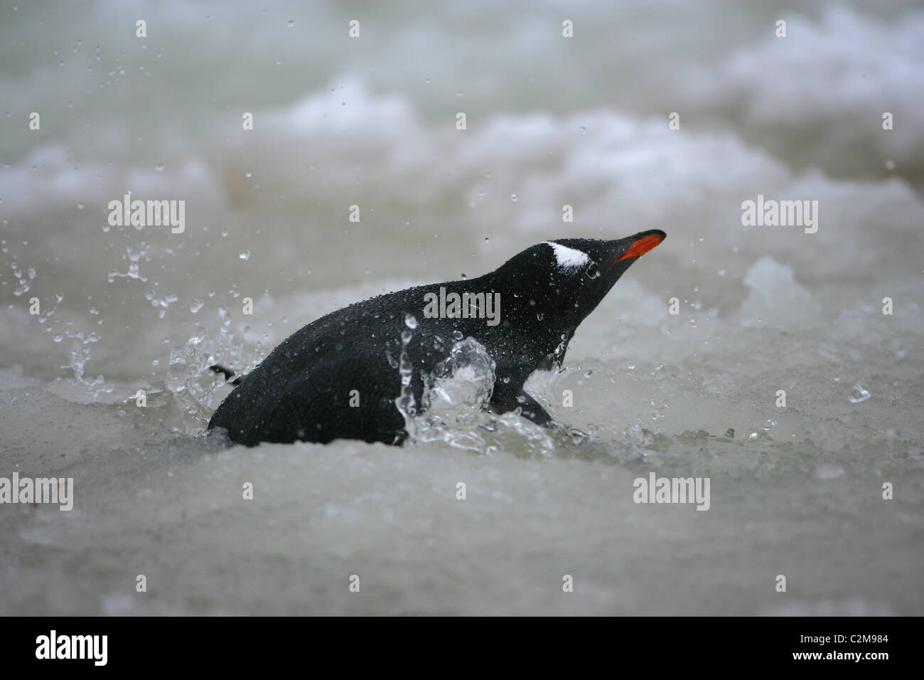 Penguins bath hi-res stock photography and images - Alamy