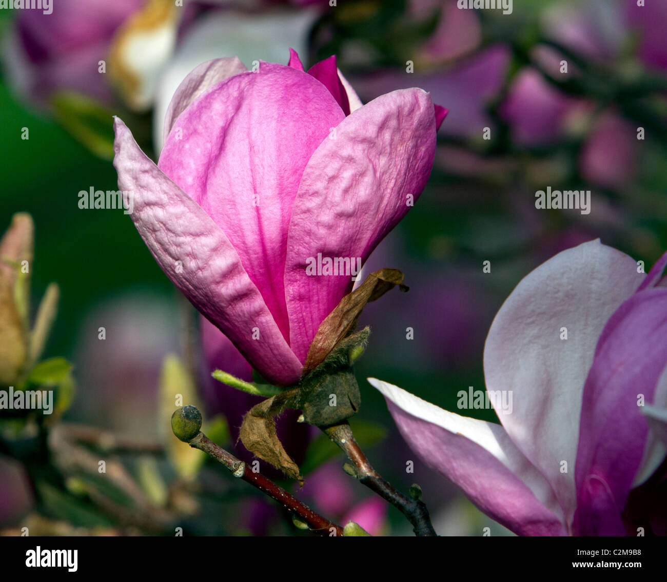 Saucer Magnolia X Soulangiana Alexandrina Magnoliaceae Stock Photo - Alamy