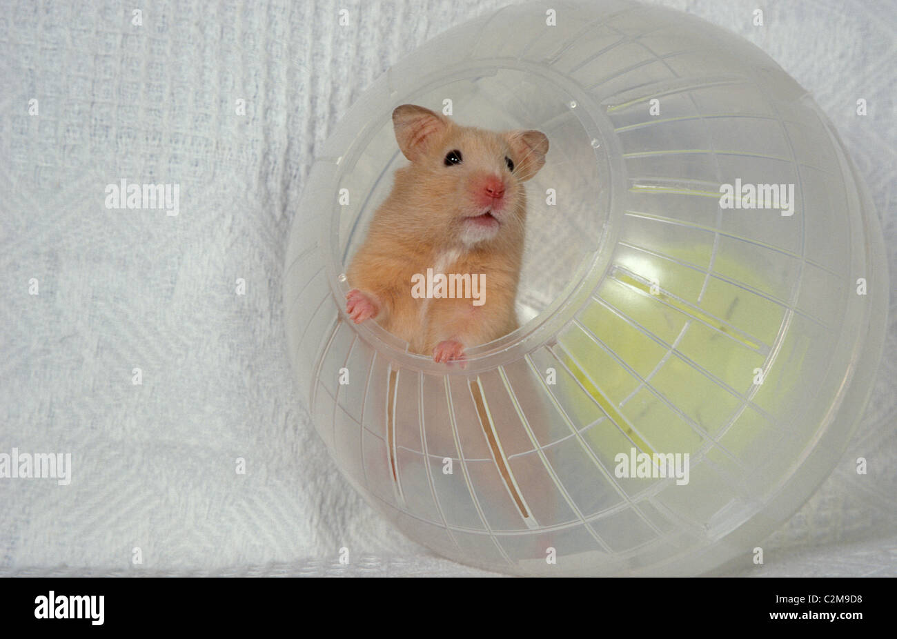 hamster in playball Stock Photo - Alamy