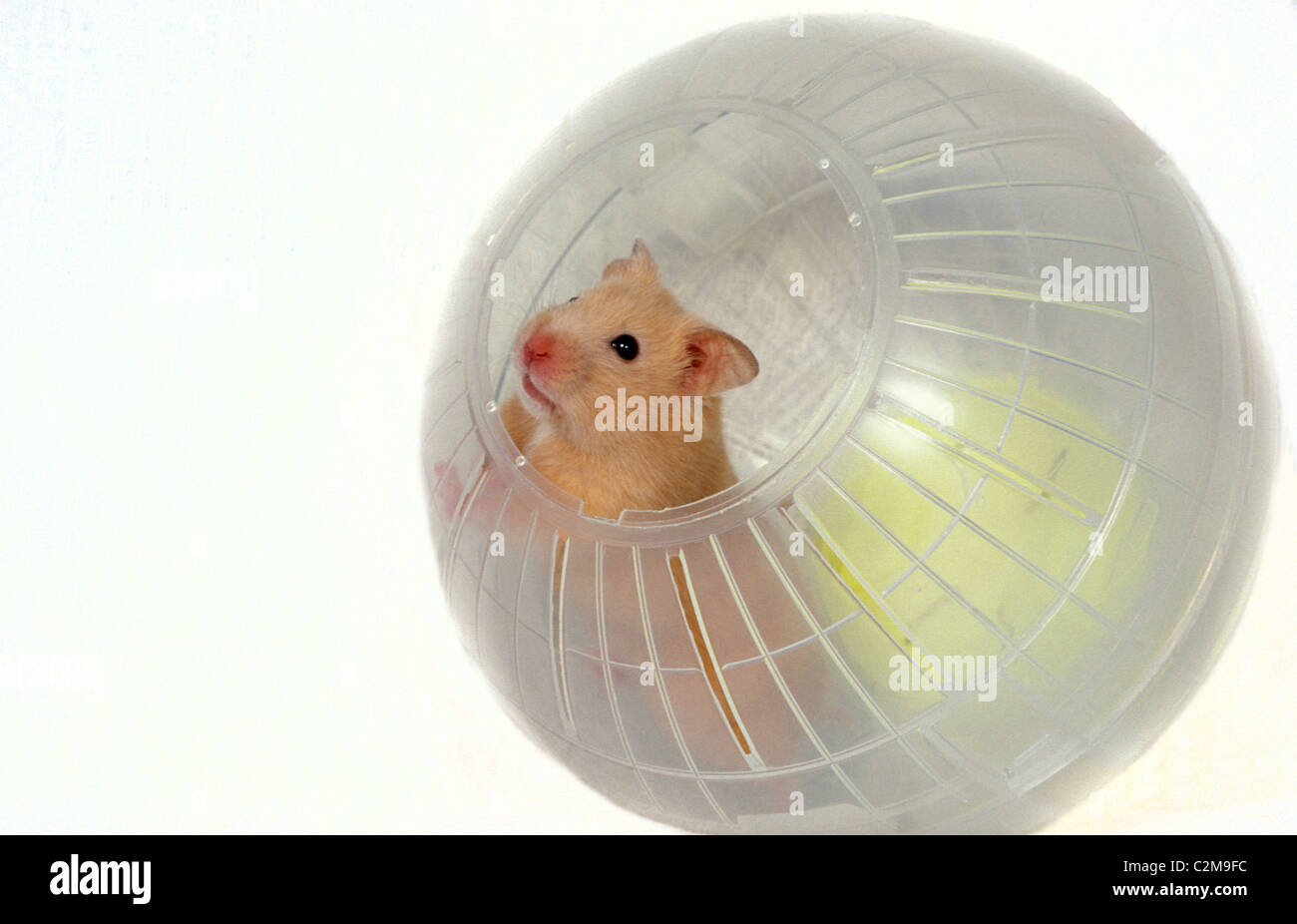 hamster in playball Stock Photo - Alamy