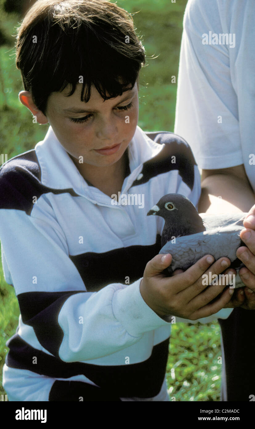 boy holding racing pigeon Stock Photo - Alamy
