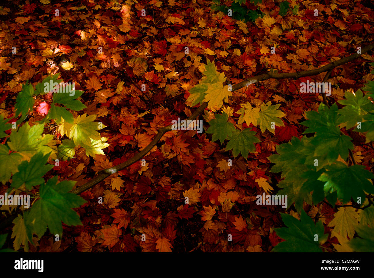Autumn Leaves On The Ground Stock Photo - Alamy