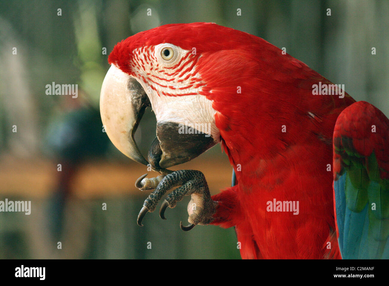 RED-AND-GREEN MACAW SUMMIT BOTANICAL GARDENS & ZOO PANAMA 02 February ...
