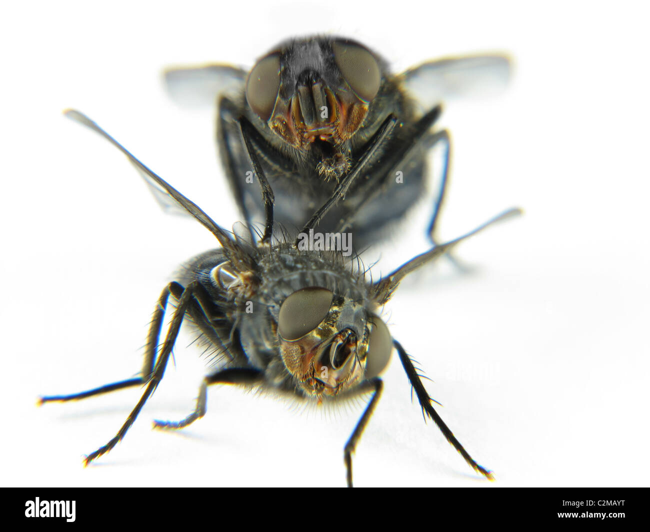 Couple of flies playing happy with white background Stock Photo - Alamy