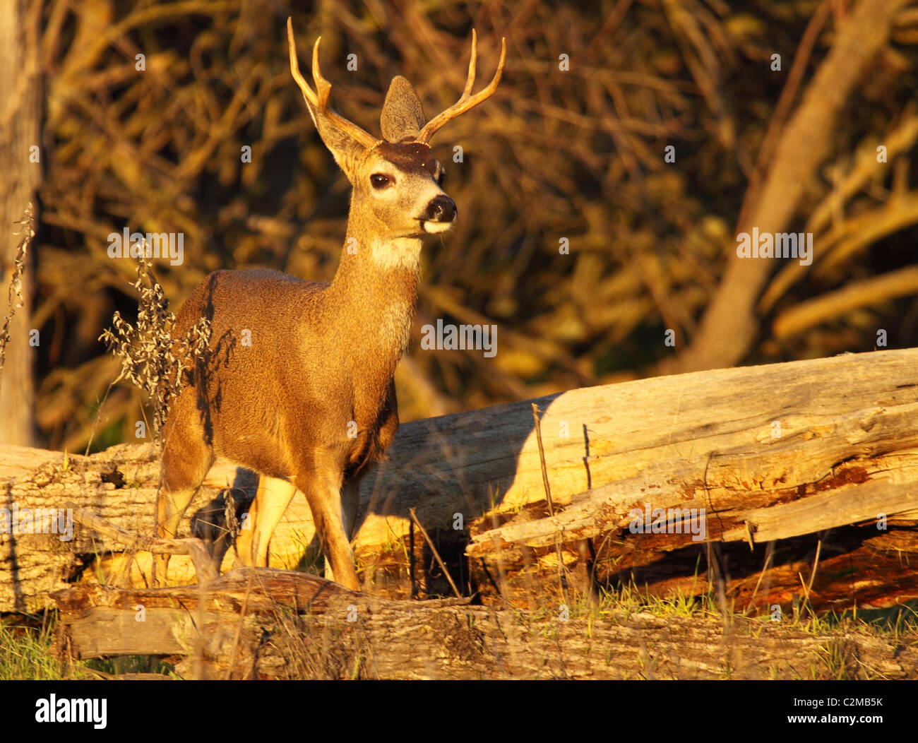 A Black-tailed Deer buck in front of an old downed tree Stock Photo - Alamy