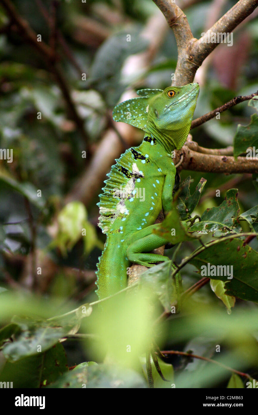 PLUMED BASILISK - JESUS CHRIST LIZARD TORTUGUERO NATIONAL PARK COSTA ...