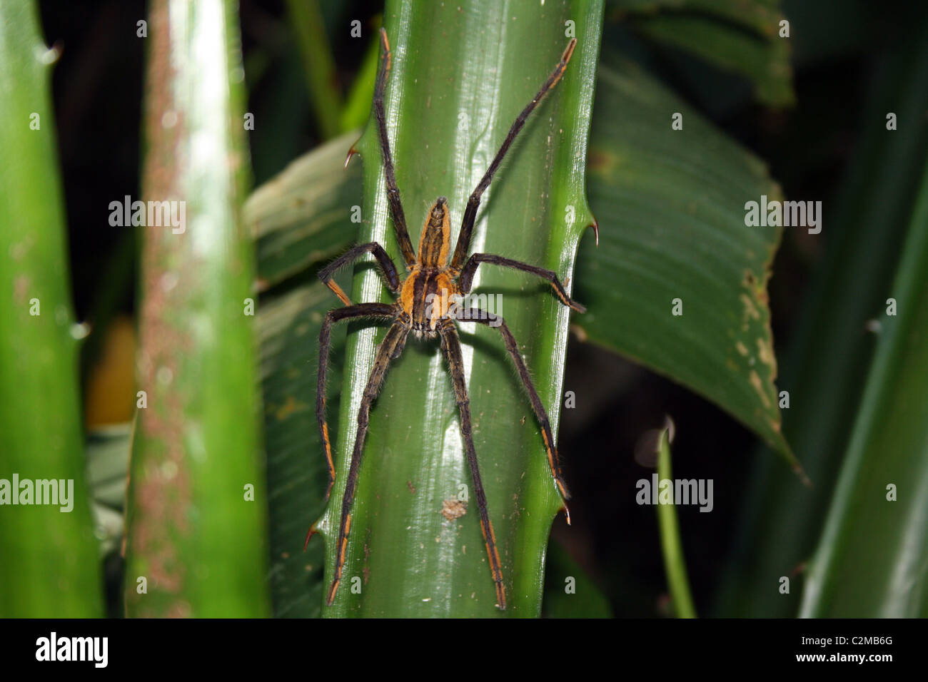 Wolf Spider Rabid Wolf Spider Stock Photos & Wolf Spider Rabid Wolf ...