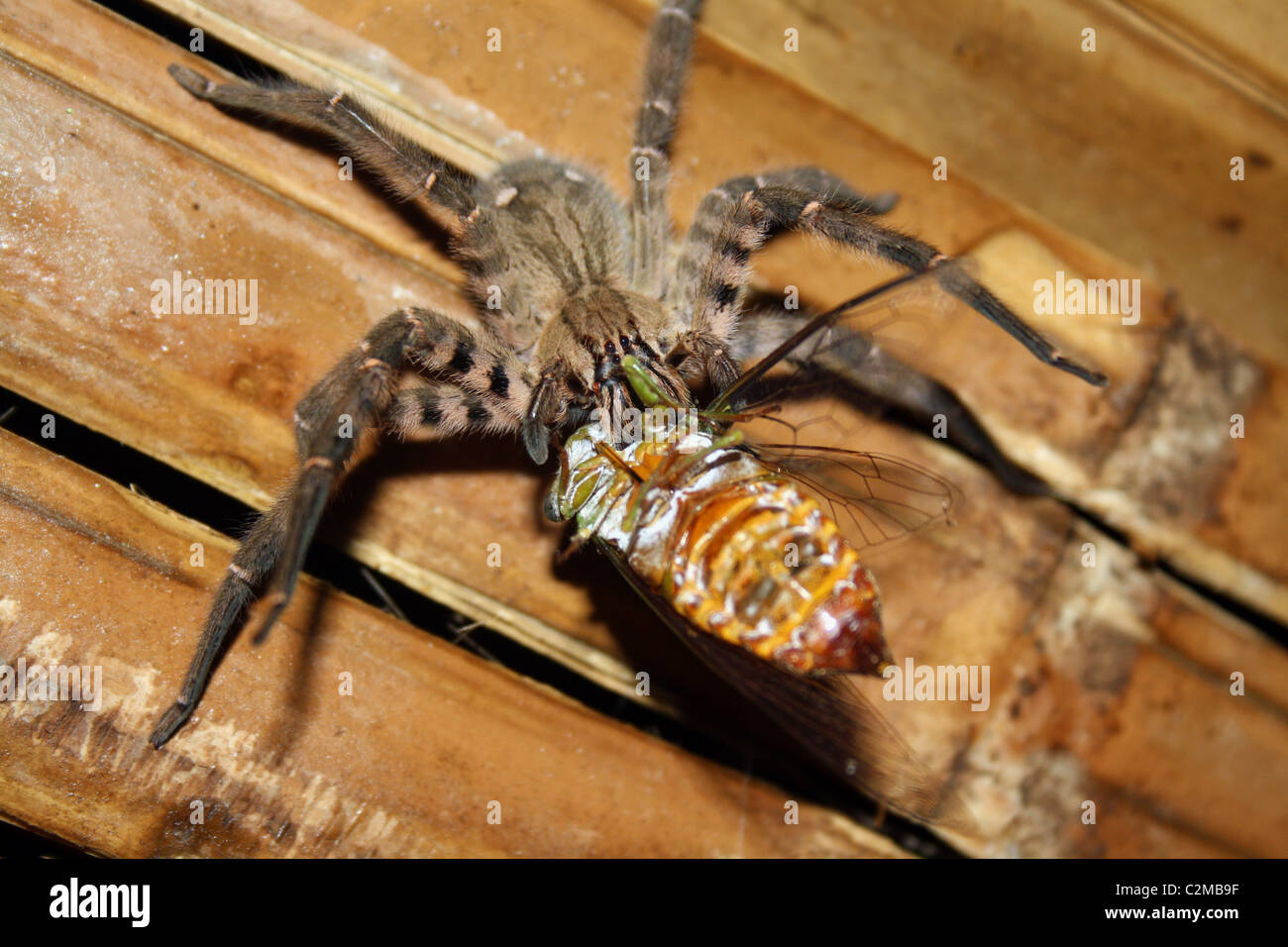 SPIDER EATING CICADA GRANADA NICARAGUA 13 February 2011 Stock Photo - Alamy