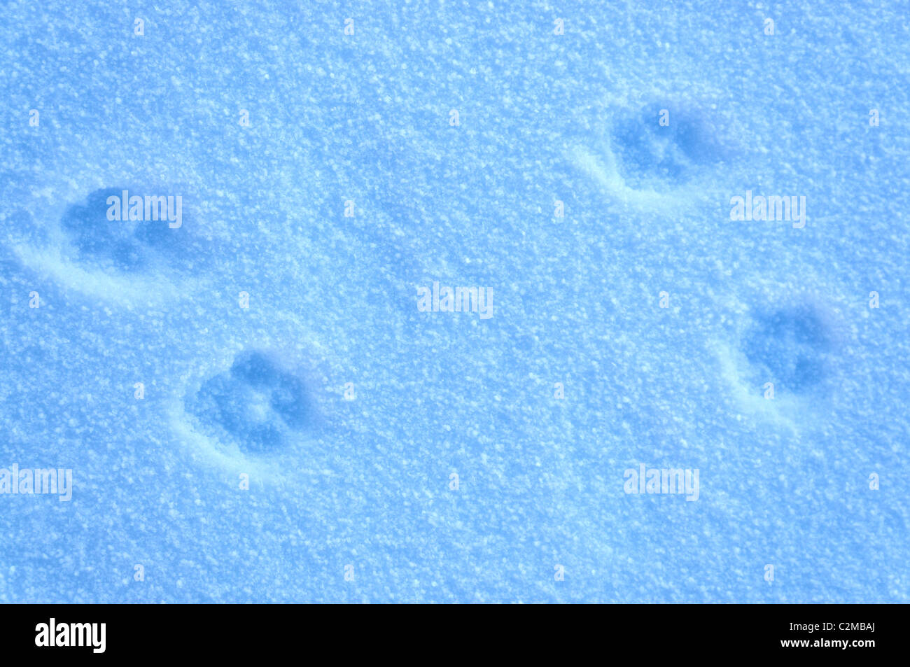 Fox footprints hi-res stock photography and images - Alamy