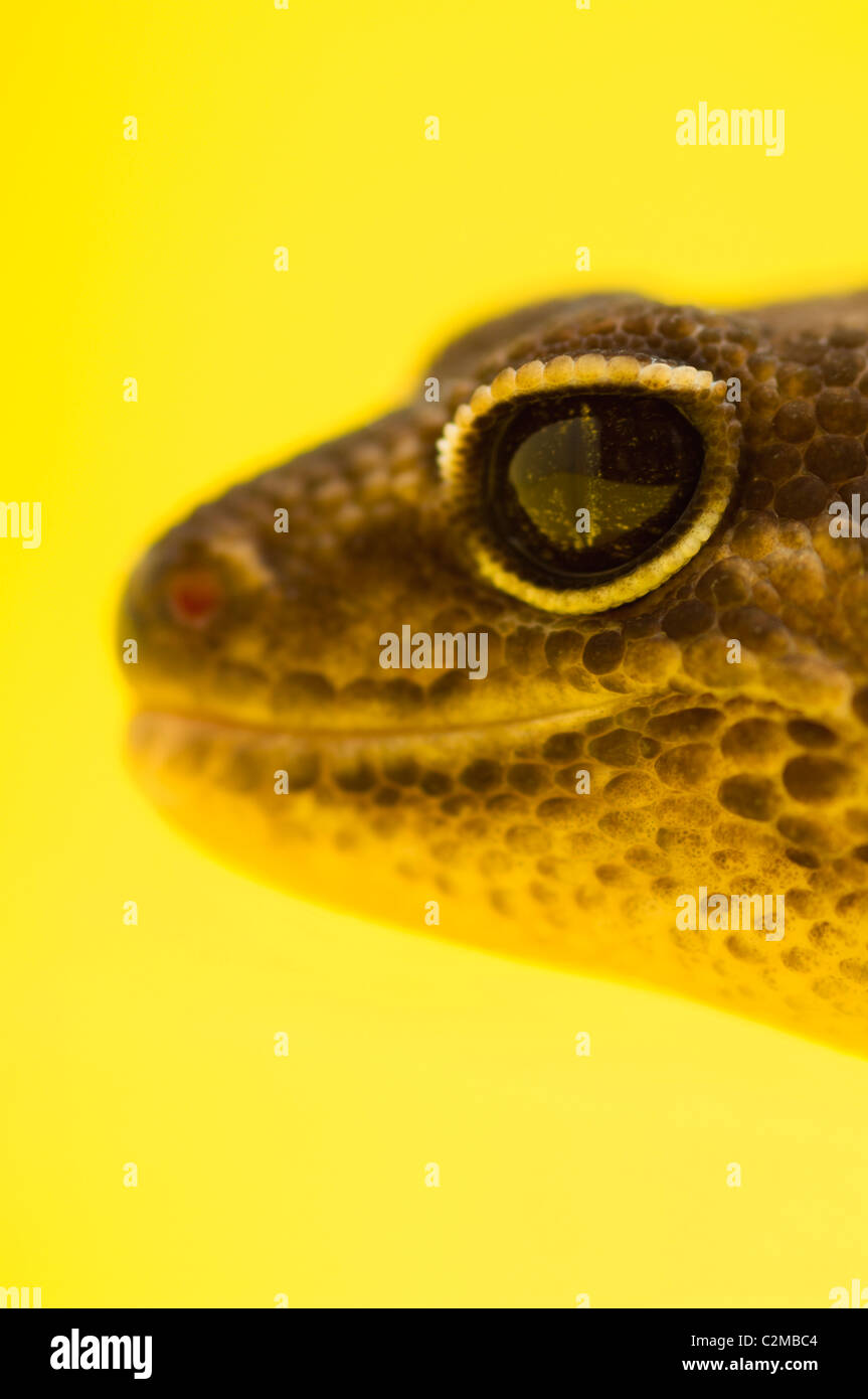 African coloured lizard hi-res stock photography and images - Alamy