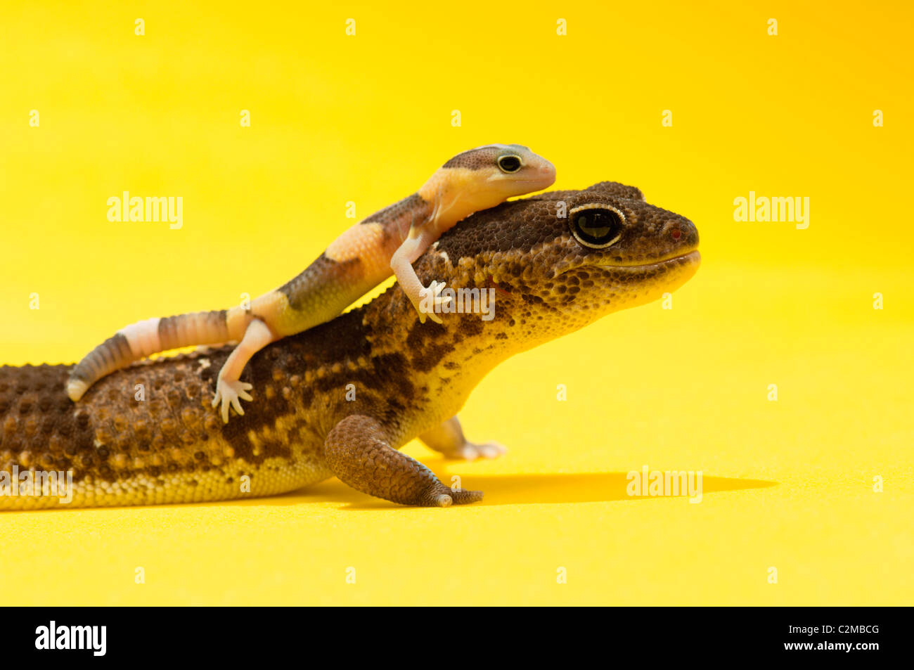 Adult And Baby Gecko Stock Photo - Alamy