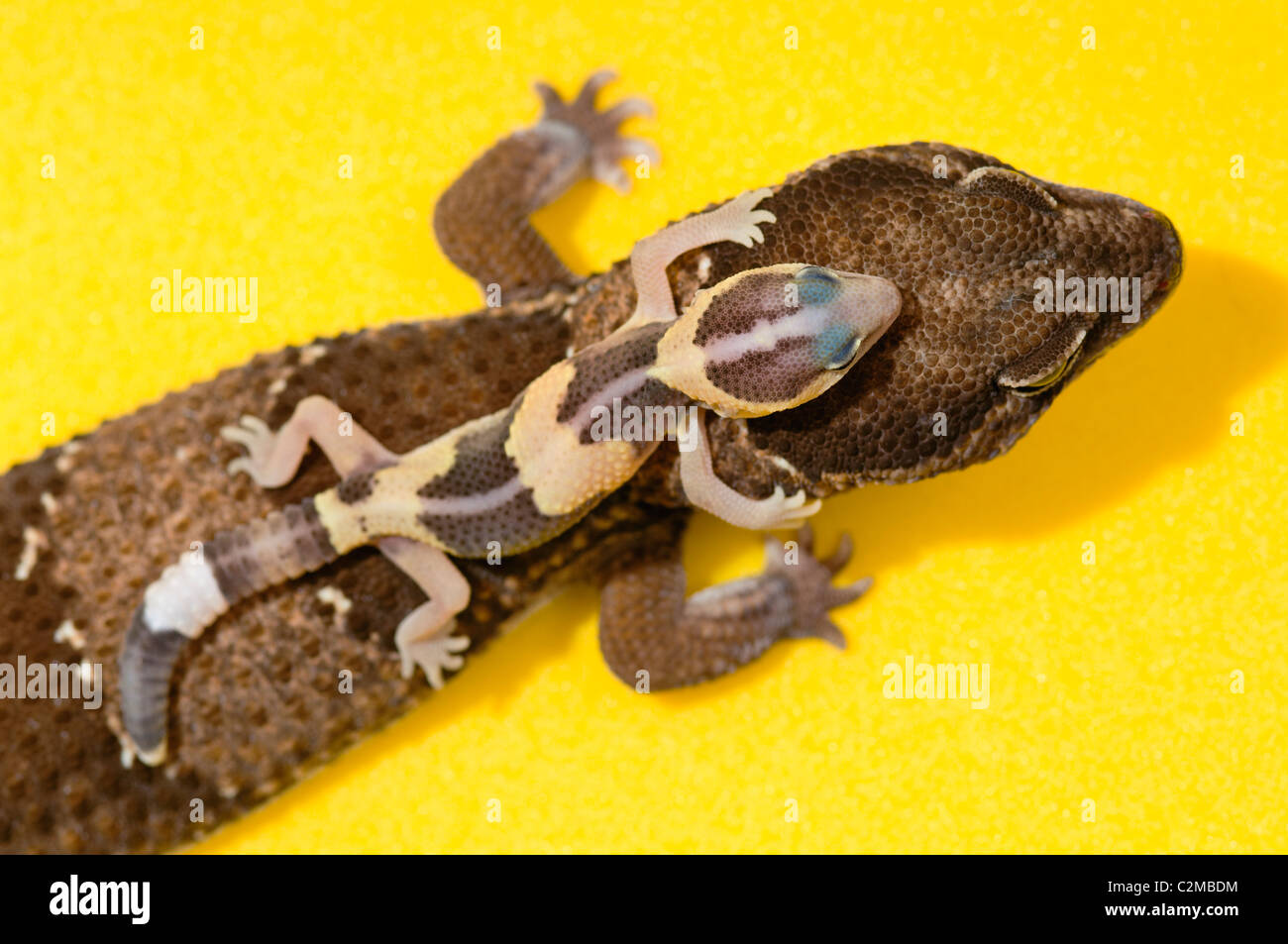 Adult And Baby Gecko Stock Photo - Alamy