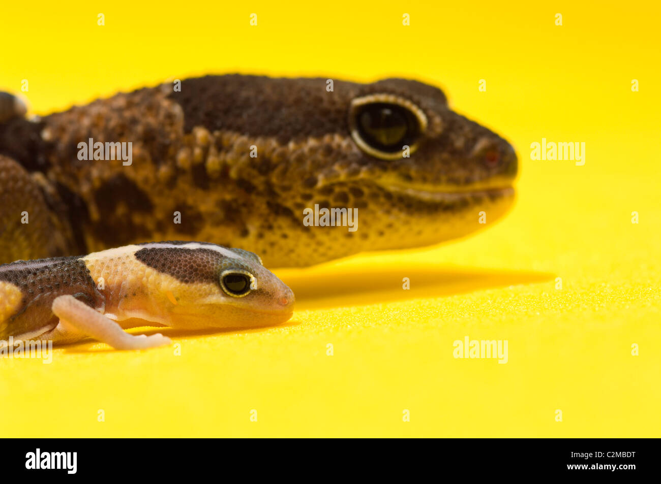 Baby Gecko Stock Photos & Baby Gecko Stock Images - Alamy