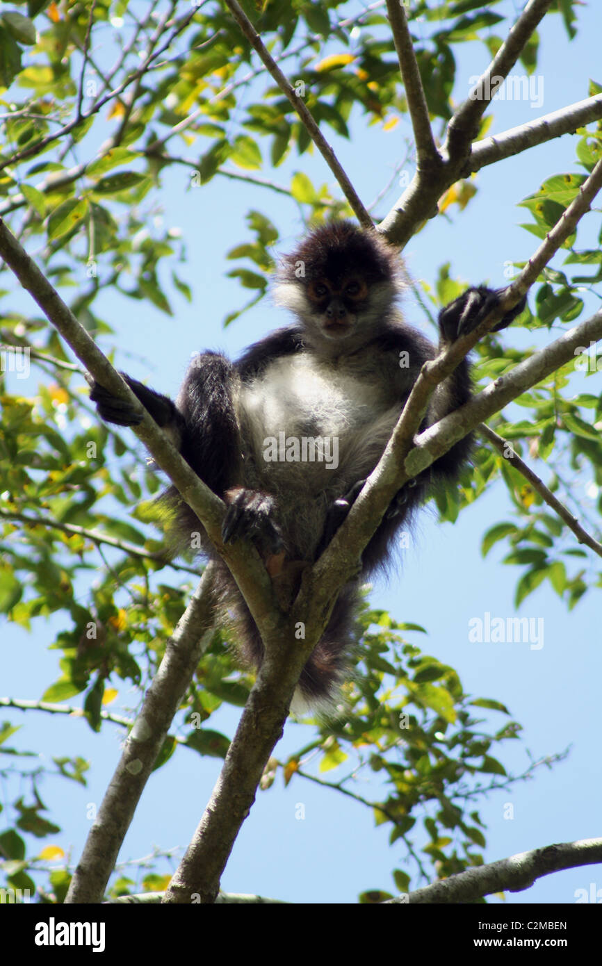 SPIDER MONKEY TIKAL GUATEMALA 23 February 2011 Stock Photo - Alamy