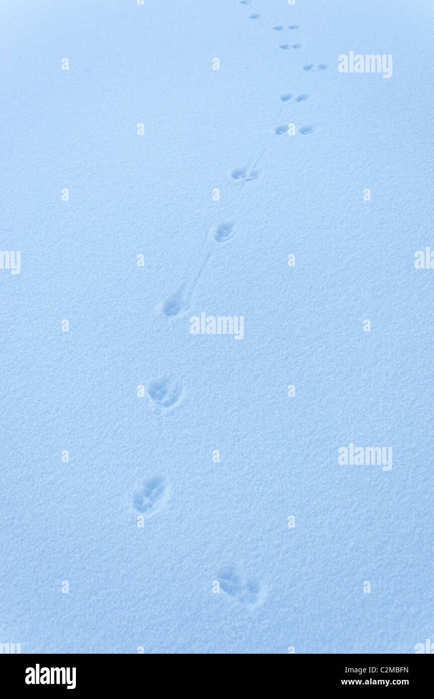 Fox footprints hi-res stock photography and images - Alamy