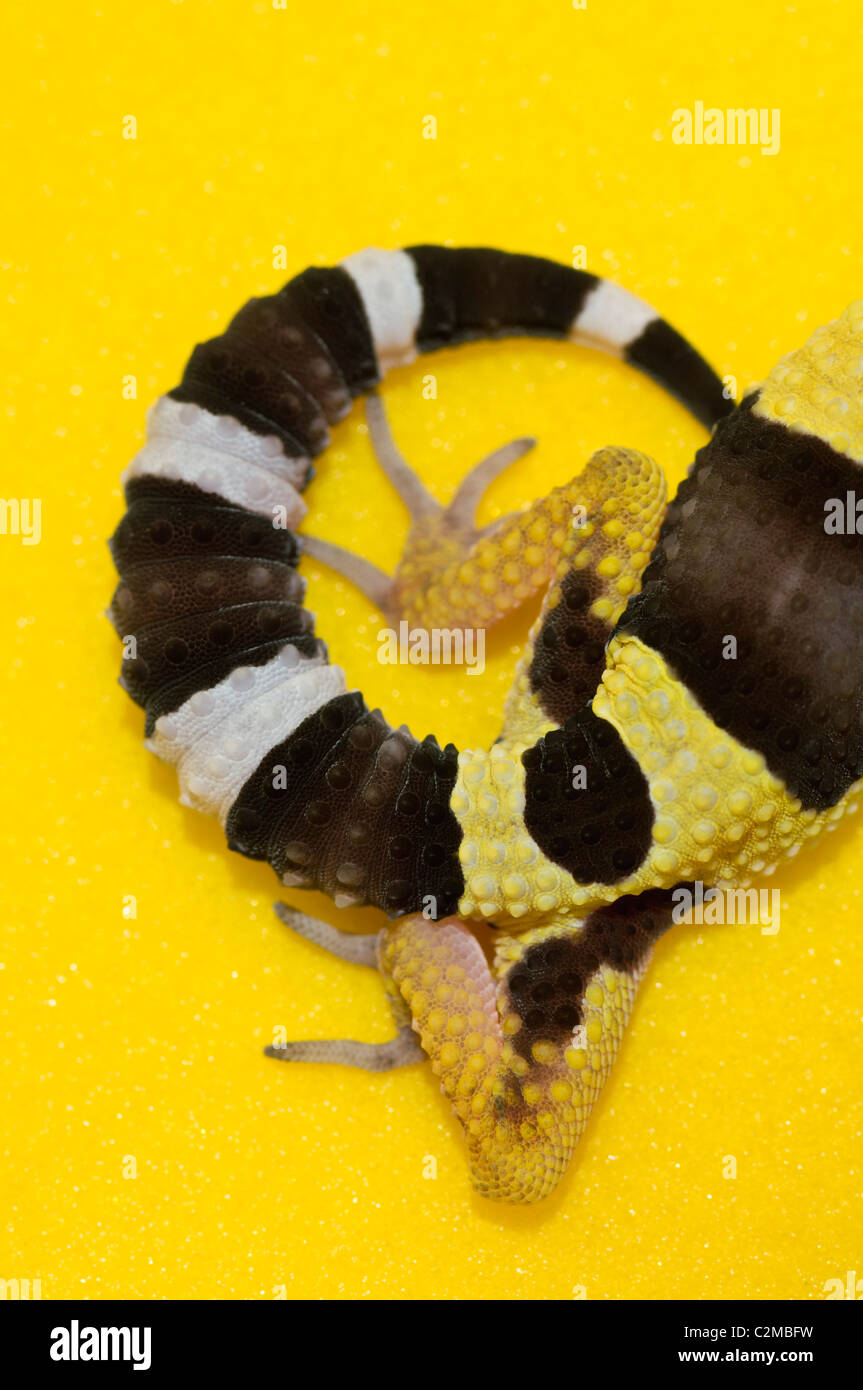 Baby leopard gecko hi-res stock photography and images - Alamy