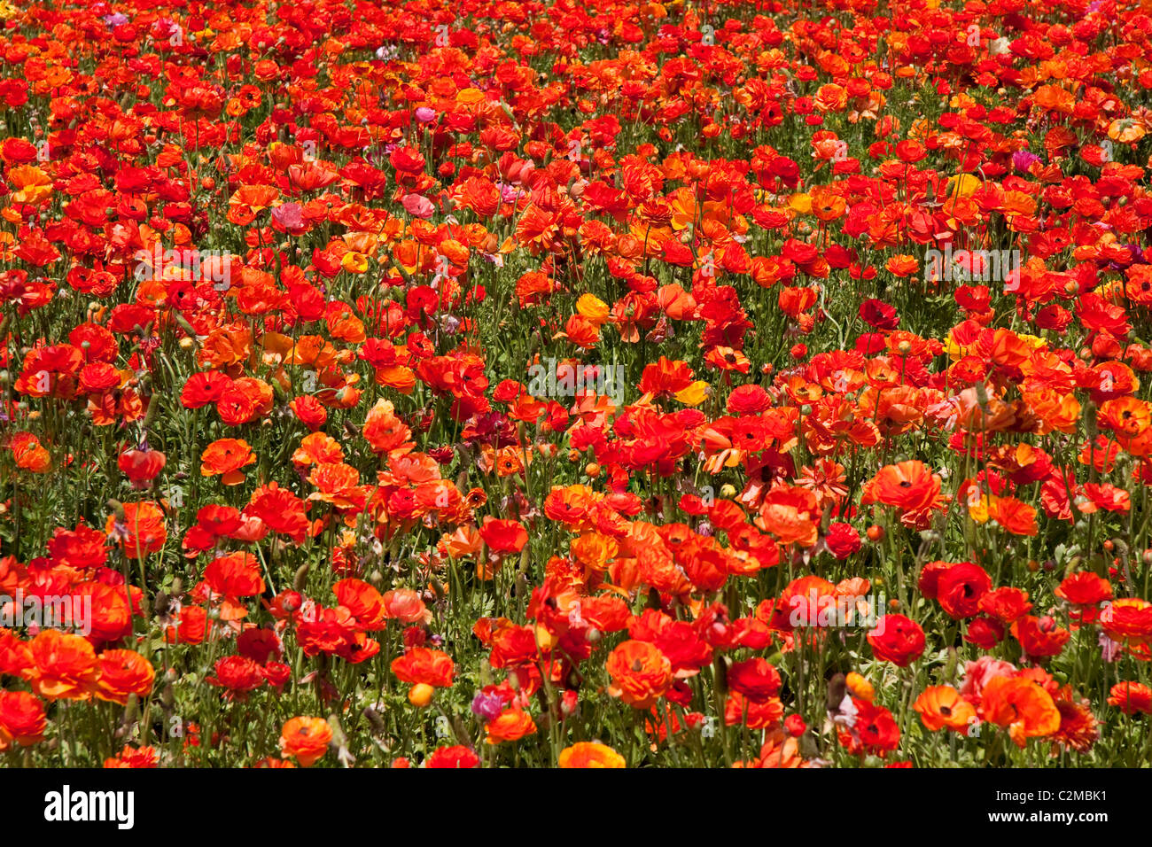 Ranunculus inside Carlsbad's Flower Fields, California Stock Photo - Alamy