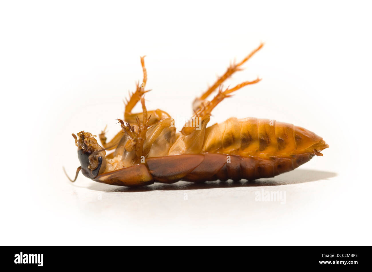 Lie dead Cut Out Stock Images & Pictures - Alamy