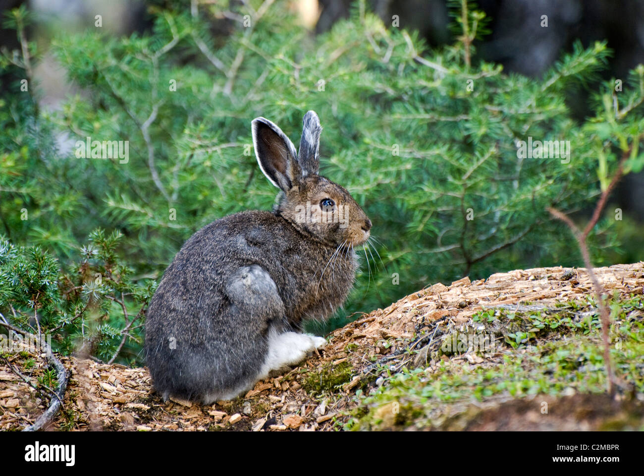 Snowshoe hare image hi-res stock photography and images - Alamy