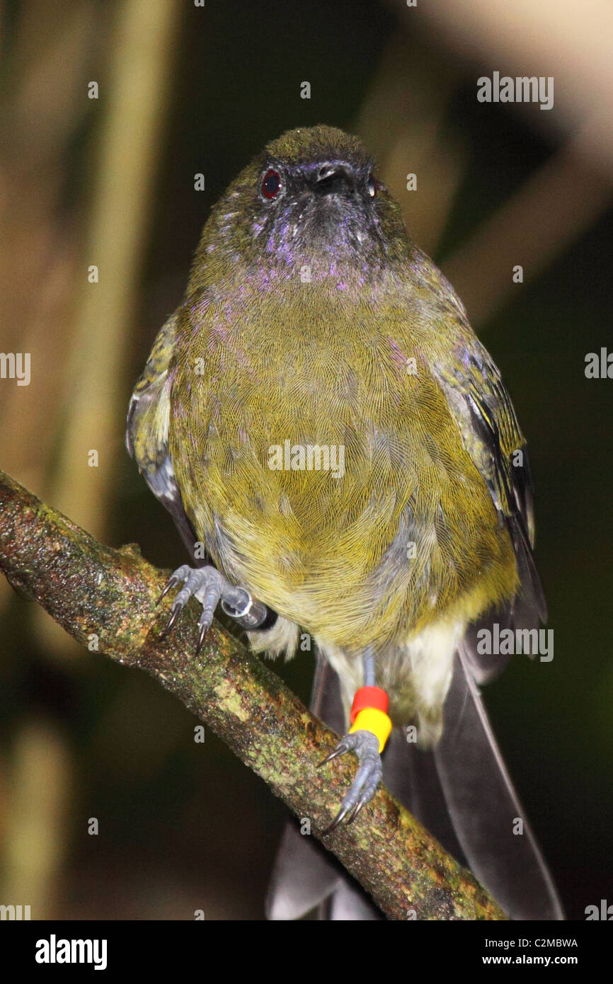 New zealand bellbird anthornis hi-res stock photography and images - Alamy