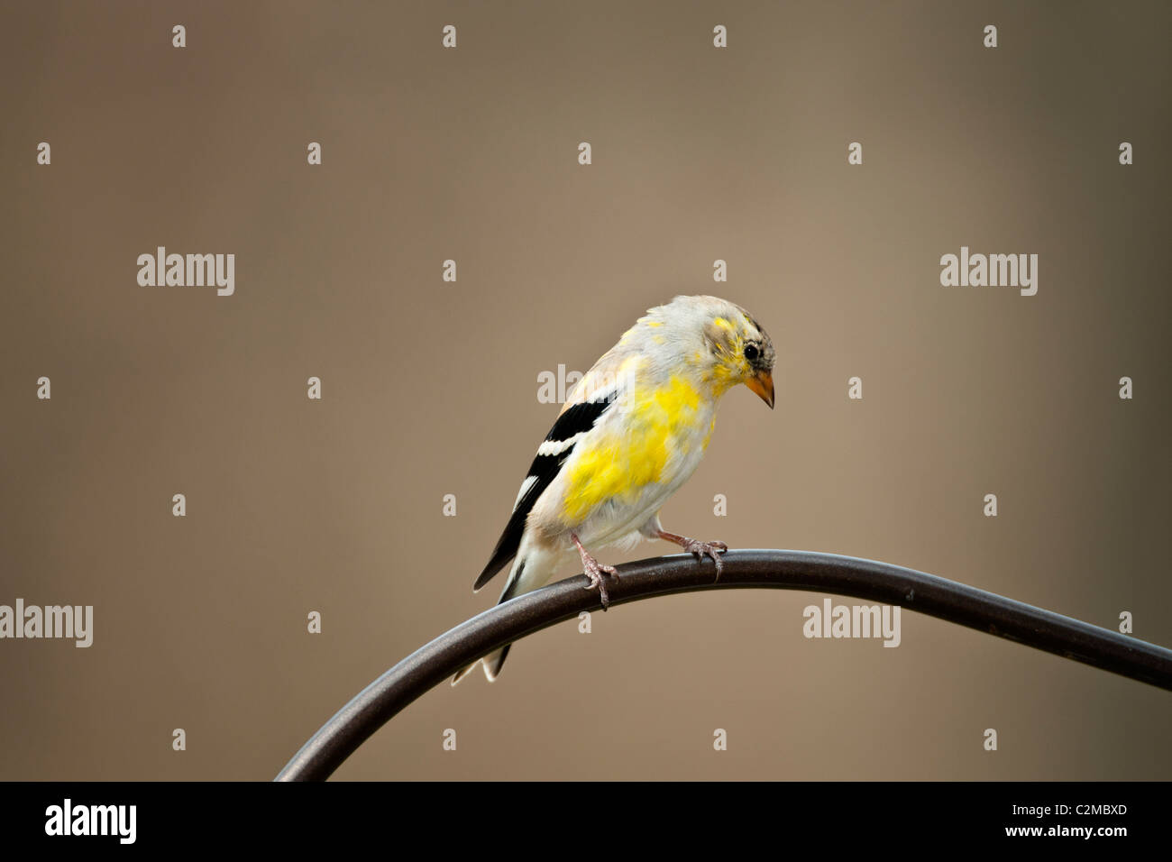Male Goldfinch in Spring molting to summer colors Stock Photo - Alamy