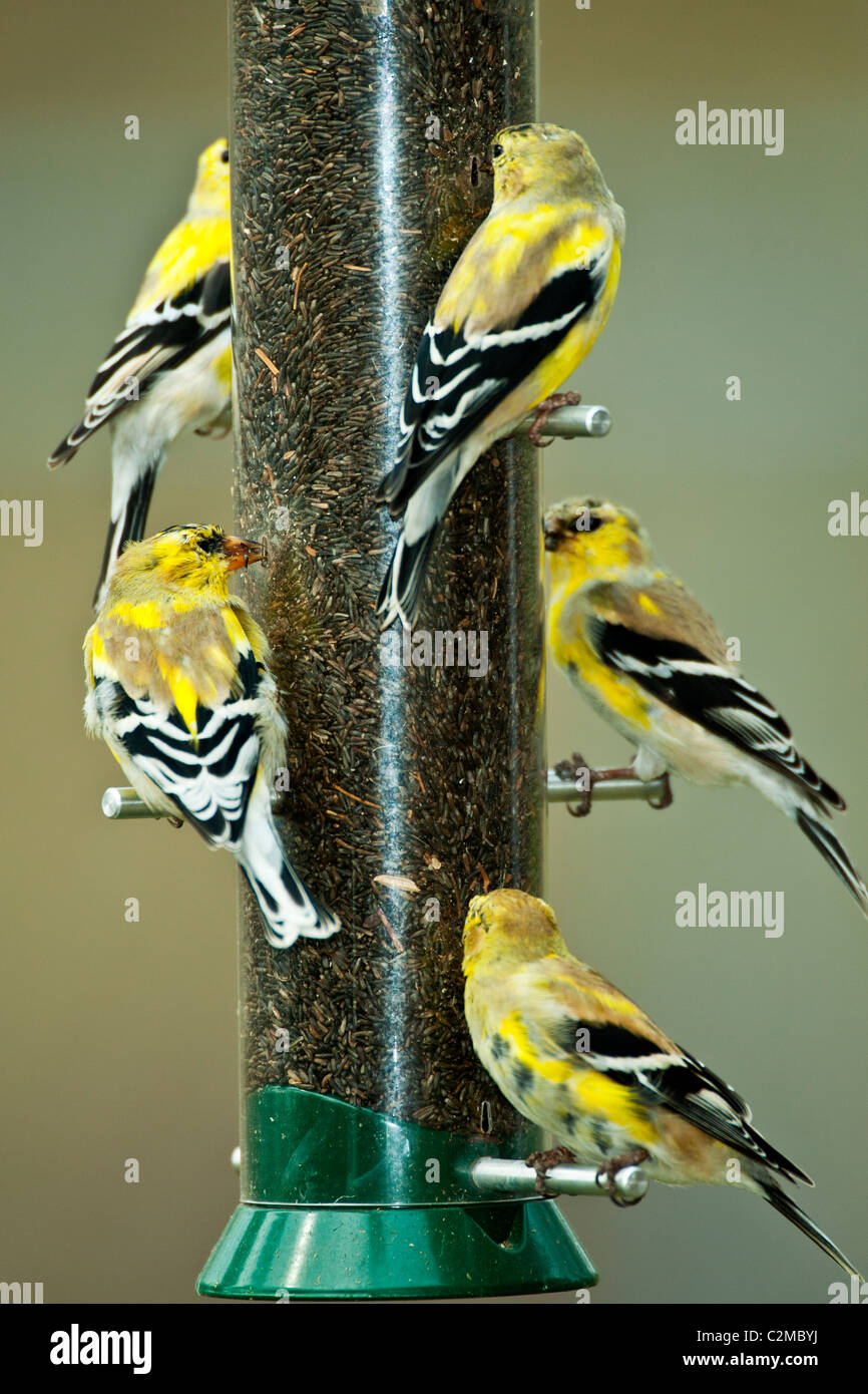 Male Goldfinch in Spring molting to summer colors Stock Photo - Alamy